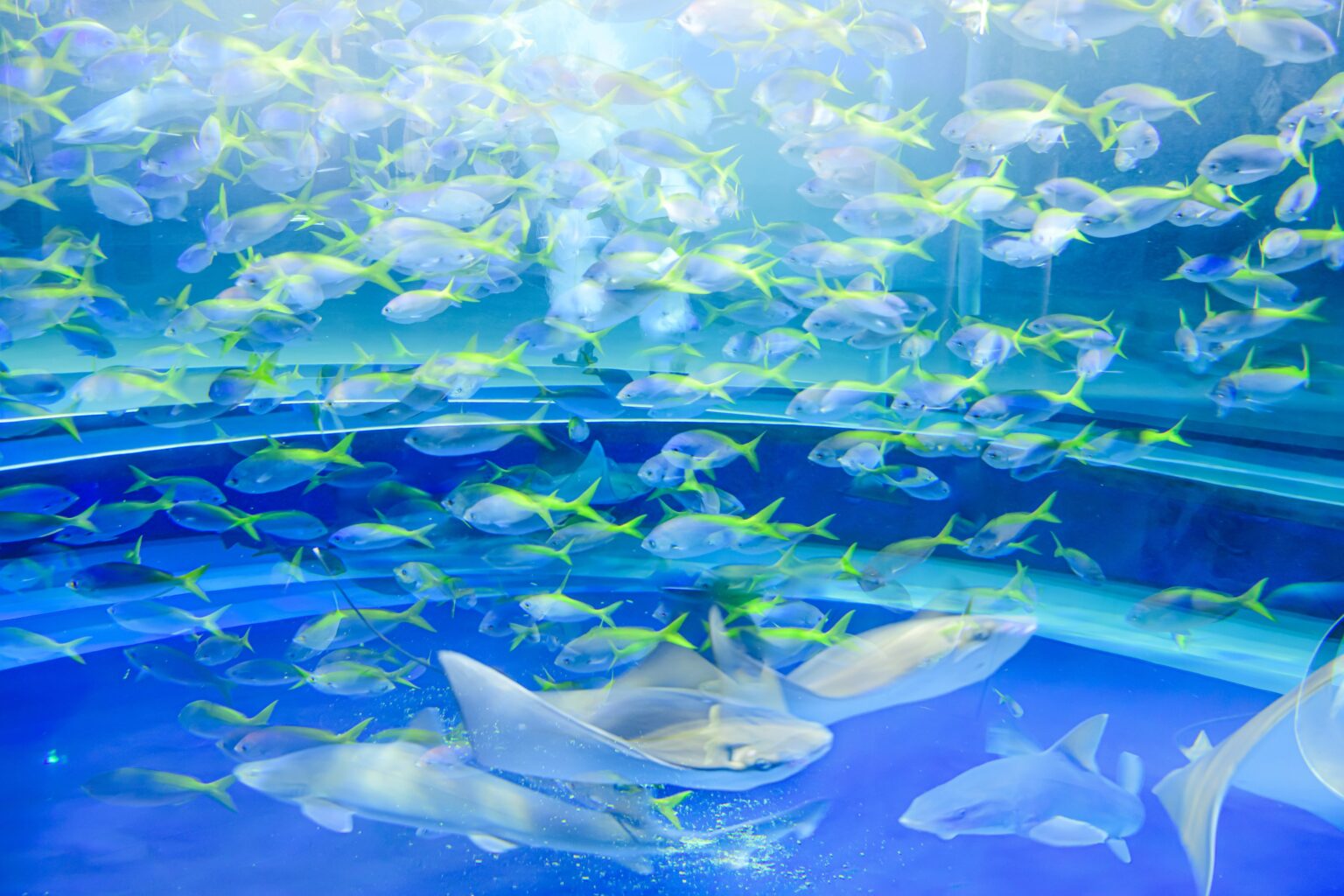 No.091 | 地球生命賛歌フォトコンテスト