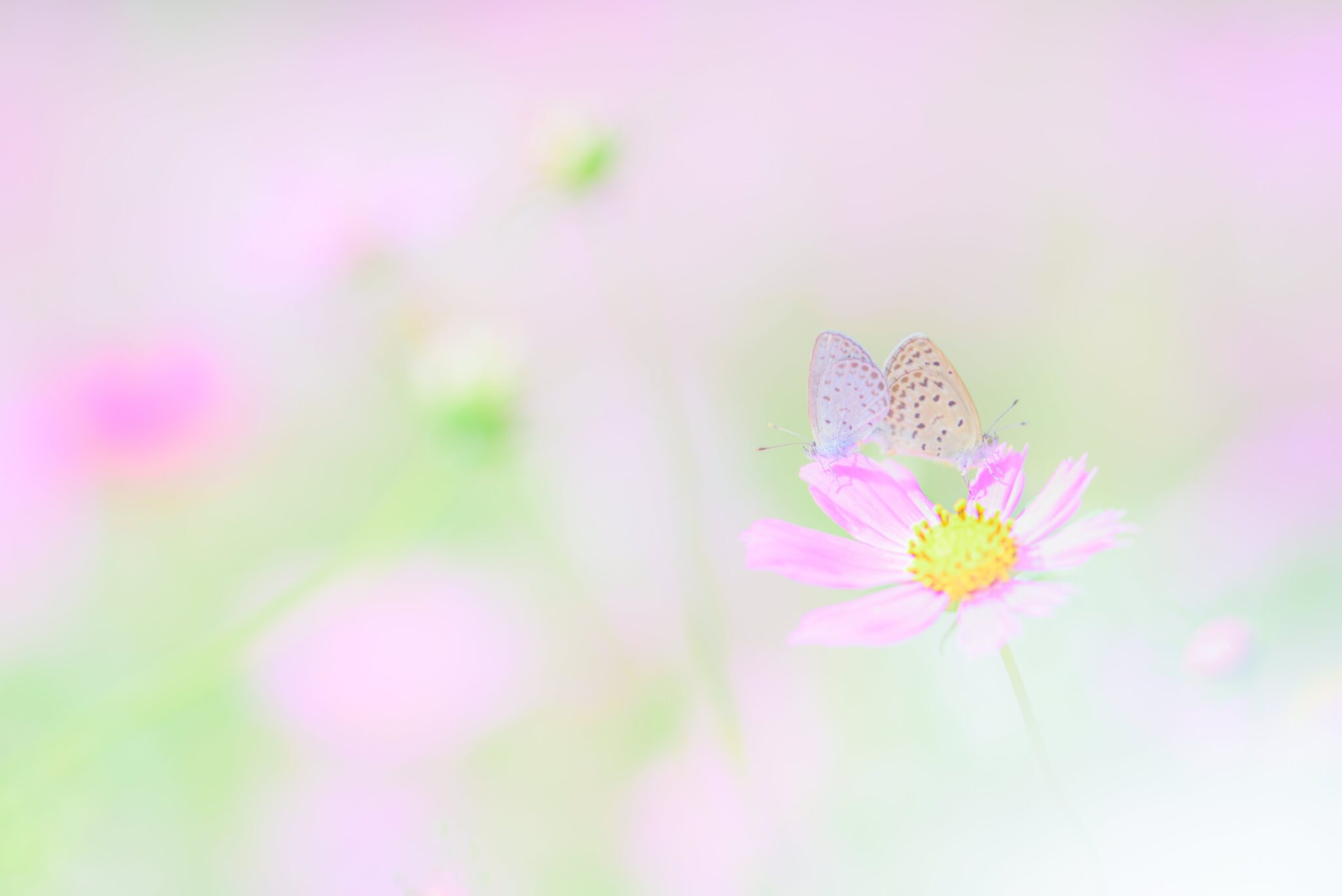 No.213 | 地球生命賛歌フォトコンテスト